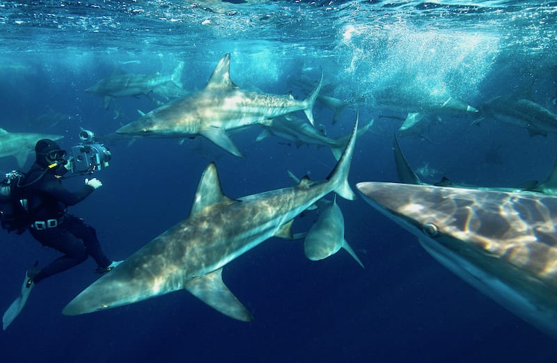 Nat Geo Sinks Its Teeth Into Sharkfest